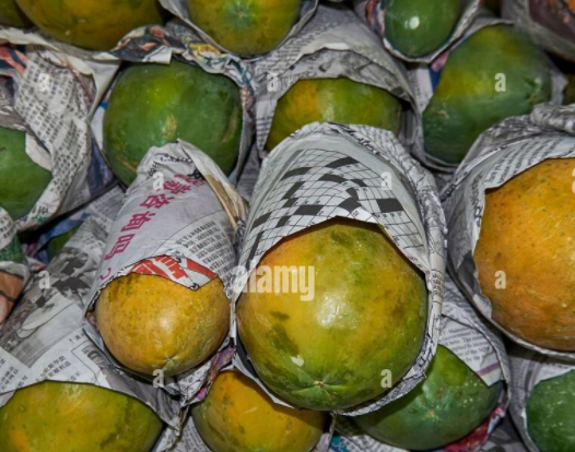 LEYENDAS MAYAS: LA PAPAYA SE ENAMORA - Integra Magazine