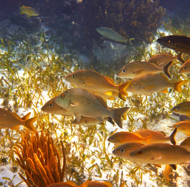 Descubre Mahahual: Un paraíso escondido en Quintana Roo - Integra Magazine